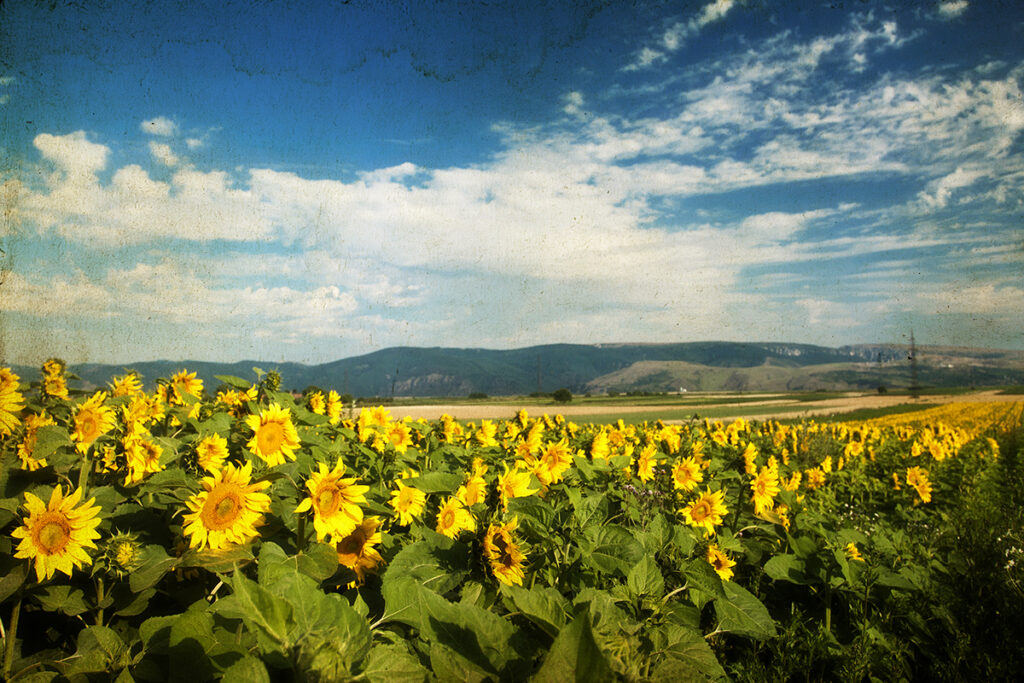 InsightsNow Behavioral Research - InsightsNow Behavioral Research